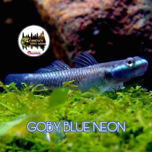 Promo IKAN GOBY BLUE NEON - Kota Bekasi - RICKY MEN AER | Tokopedia