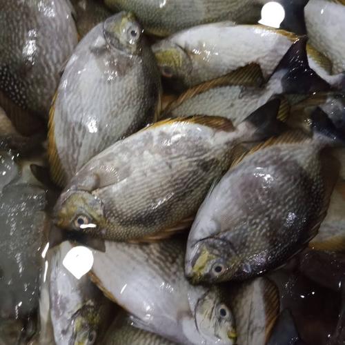 Jual ikan baronang segar (1kg) - Jakarta Selatan - UD.Berkah Sayur ...