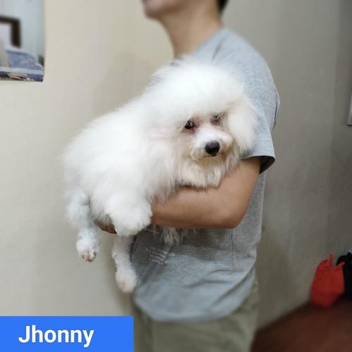 Jual Anjing Bichon Frise Jantan STB Turunan Golden Sun Lucu Istimewa ...