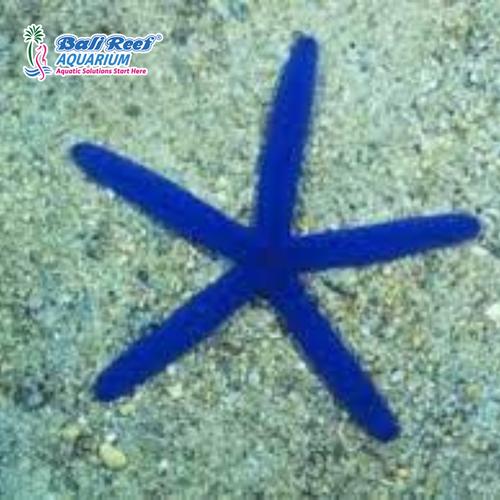 Jual BIntang Laut Biru Aquarium Laut - Kota Denpasar - Bali Reef ...