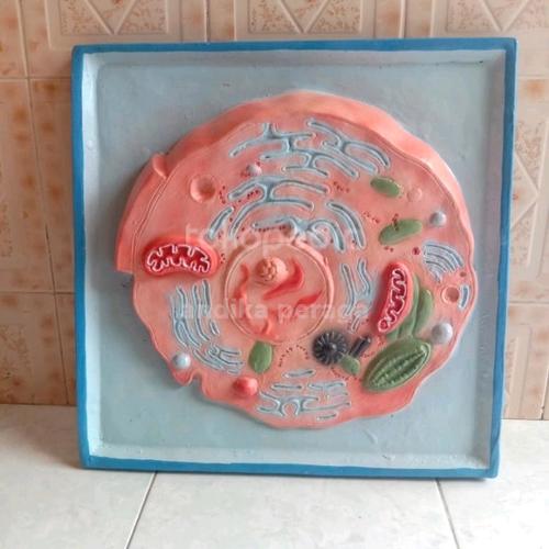 Jual penampang sel umum alat peraga pendidikan model penampang - Kab ...