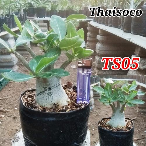 Jual tanaman hias adenium thaisoco - TSC-01 - Kab. Wonogiri - Rama Group | Tokopedia