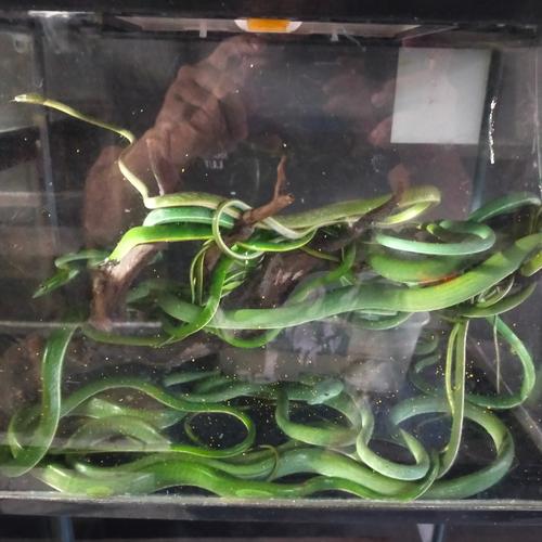 Promo ular pucuk, ular daun, ular hijau - Kota Tangerang Selatan ...