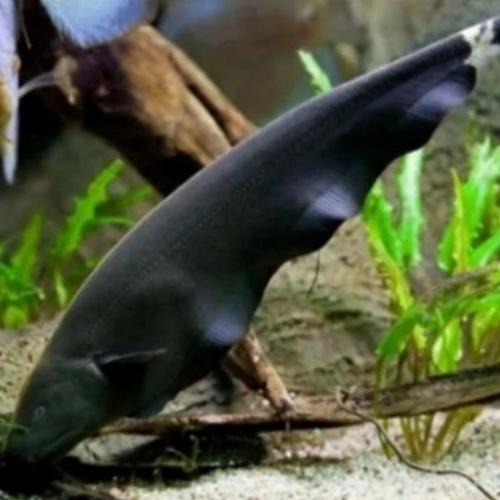 Jual Ikan Hias Black Ghost Fish Bulu Ayam Layar Aquascape Aquarium ...