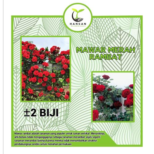 Promo 2 Bibit Mawar Rambat Merah Super Benih Bunga Red Rose Climbing ...