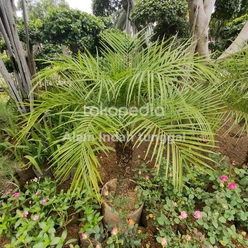 Jual pohon palem phoenix 1 meter / tanaman palm phoenix plus pot ...