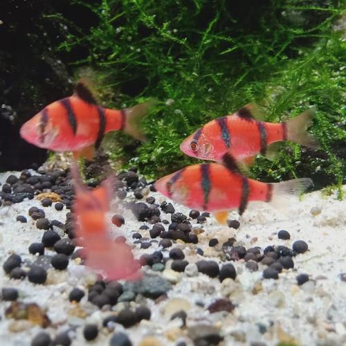 Jual Ikan Hias Sumatera Tiger Barb Merah Size S - Jakarta Barat ...