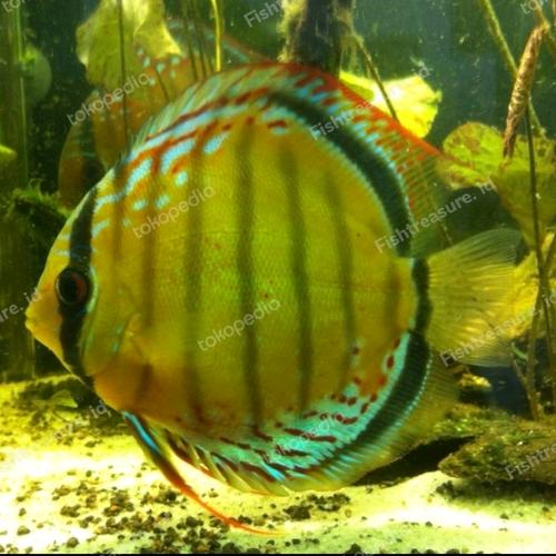 Jual Discus Heckel Green Mulai Ukuran 1 cm ( - 1 cm - Kota Depok ...
