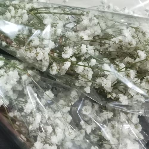 Jual bunga baby breath belanda - bunga baby breath asli - bunga potong ...