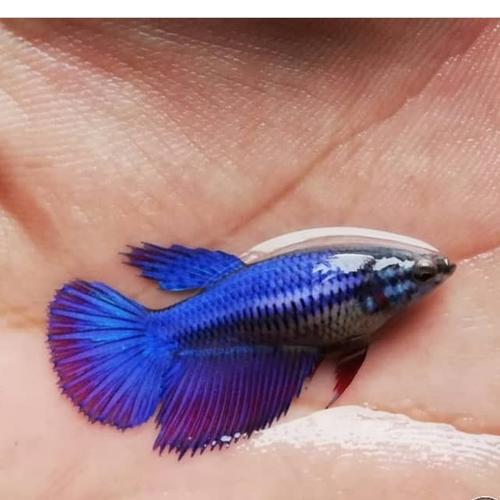 Jual Ikan Cupang Female Halfmoon Blue Red (Betina) full telur - Kab ...
