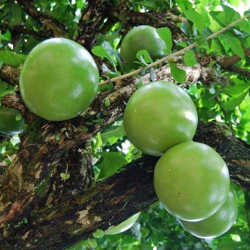 Jual Buah maja,buah brenuk,buah majapahit per buah - Jakarta Selatan ...
