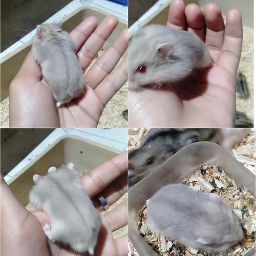 Jual Hamster Winter White - Argente, Anakan - Kota Bandung - Kookie ...