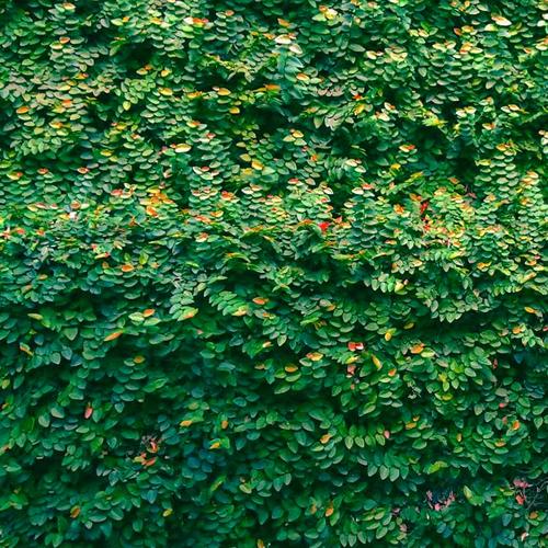 Jual Tanaman eksotis penutup tembok dinding, dolar rambat/ficus pumila ...