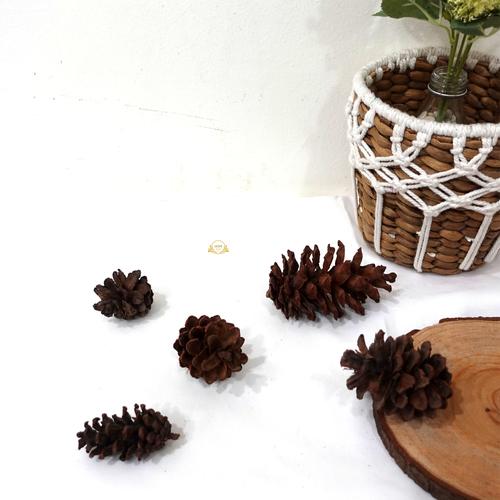 Jual BIJI PINUS ATAU BUNGA POHON PINUS MURAH MERIAH - Besar - Kab ...
