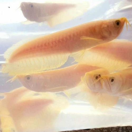 Jual arwana silver albino grade A kuning 20 cm - Kota Depok - Gie Betta ...