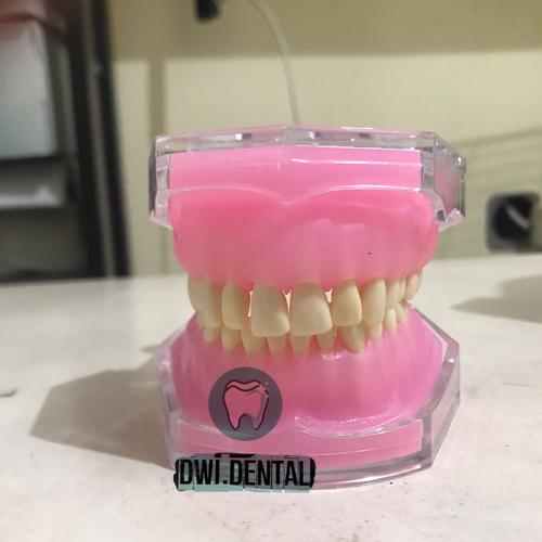 Jual Dental phantom removable model gigi study bisa di lepas pasang ...