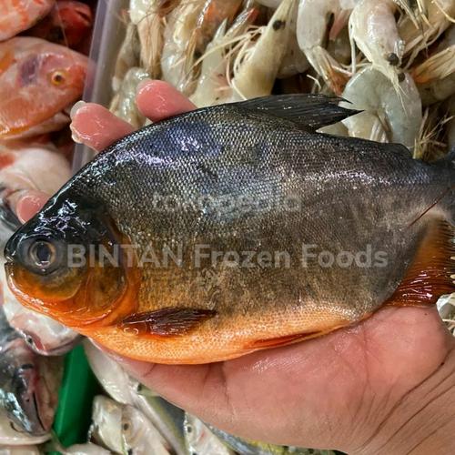 Jual IKAN BAWAL TAWAR MERAH SEGAR FRESH 1 KG - 500 gram - Kota ...