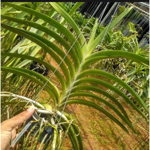 Jual ANGGREK PANDA PUTIH\ANGGREK PANDA SIAP BERBUNGA - Jakarta Utara ...