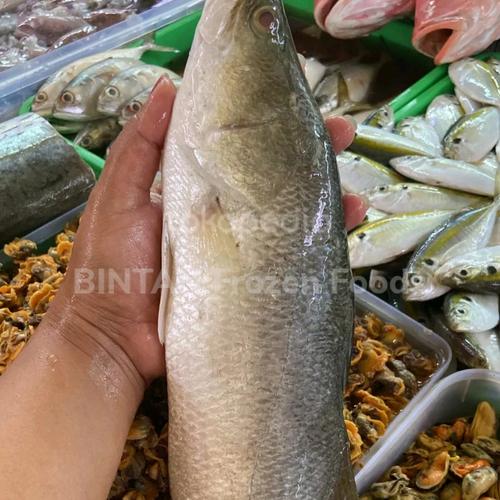 Jual IKAN KAKAP PUTIH BARAMUNDI SEGAR FRESH 1 KG / Bila Pesan 500 Gram ...