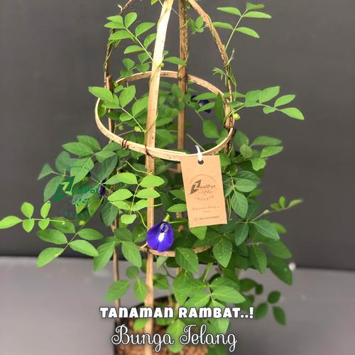 Jual Tanaman Rambat Bunga Telang - Jakarta Barat - Zealpot Store ...