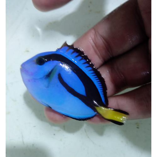 Jual Letter Six / Blue Tang / Ikan Dori - Ikan Hias Laut - M - Kota ...