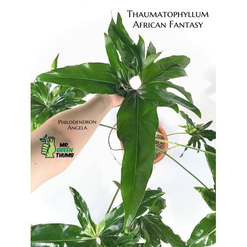 Jual Philodendron Angela / Philodendron Mercy / Philo Angela / Philo ...