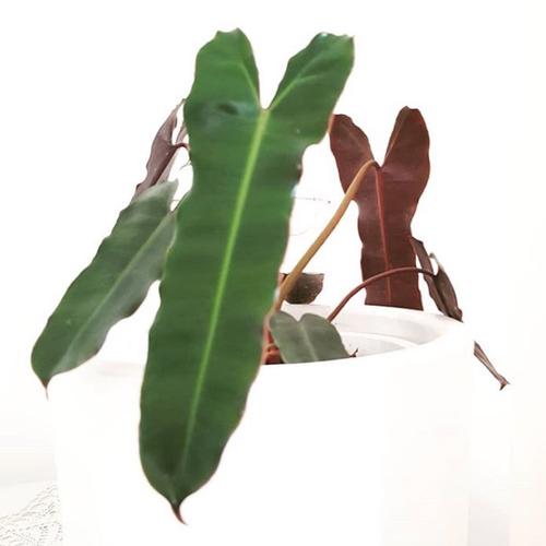 Jual Philodendron Atabapoense / Kabel Busi / Atabapoense x Billitiae ...