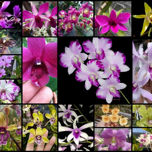 Jual Seedling Dendrobium Hybrid Bunga Bulat anggrek dendro kupu kupu ...