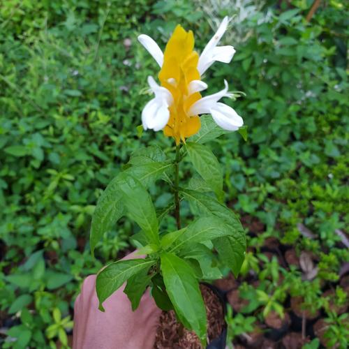 Jual tanaman lolipop bunga lilin/pohon lolipop - Kab. Bogor - beautiful ...