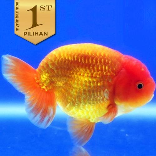 Jual Baby Ranchu Ikan Hias Mas Koki Hiasan Aquarium Tanaman Air ...