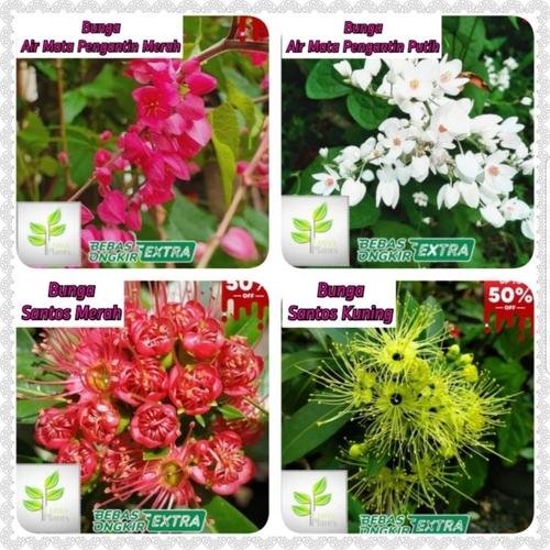 Jual tanaman bunga vegetasi lebah - tanaman bunga lebah madu - Kab ...
