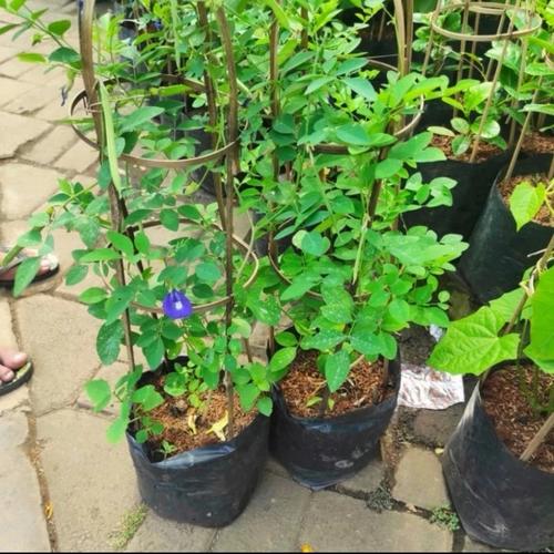 Jual tanaman herbal teleng, tanaman hias bunga telang, kembang teleng ...