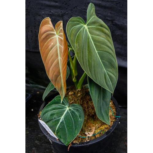 Jual Philodendron Melanochrysum / Philo Melano - 1 Daun - Kota Depok ...