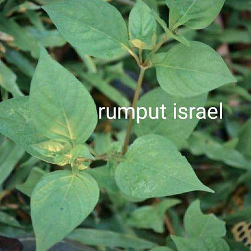 Jual daun herbal rumput israel,rumput israel segar per100 gram ...
