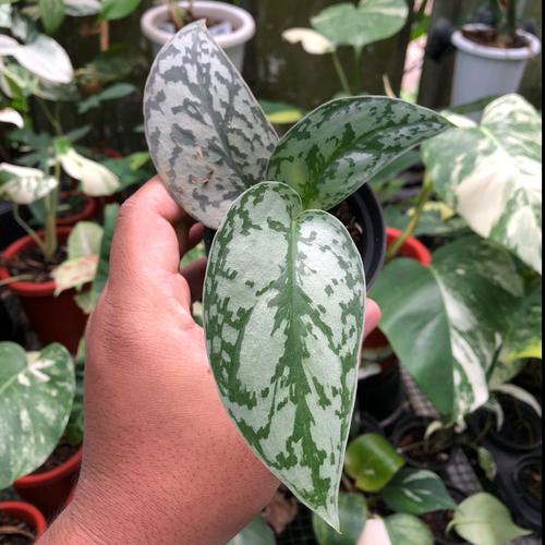Jual Scindapsus Silver Lady Tanaman Hias endemic indonesia Sirih ...