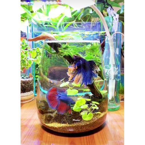 Jual Aquarium ikan cupang fullset aesthetic - Fullset - Kab. Klaten ...