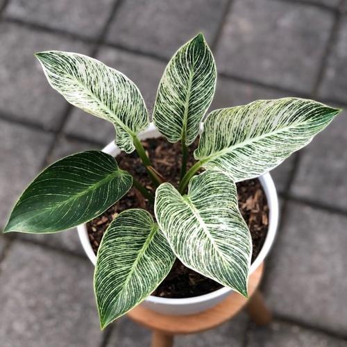 Jual Philodendron Birkin / Philo Birkin - Small - Kota Depok - Master ...