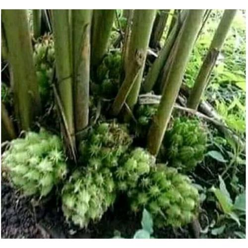 Jual Buah Hangasa Buah wresah buah langka 500 gram - Kab. Pangandaran ...