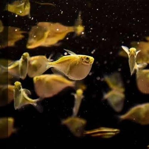 Jual hatchet fish rare ikan kapak - Kota Depok - Aqualaku | Tokopedia