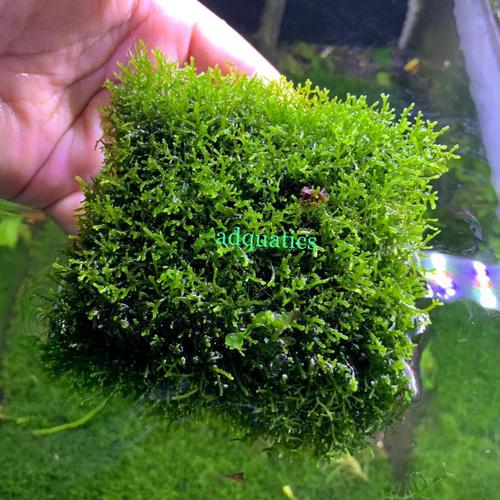 Jual Moss Ricardia clump Media Kawat | Tanaman Aquarium Aquascape ...