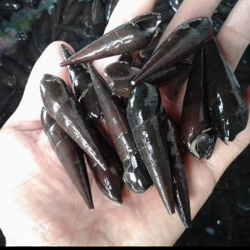 Jual siput laut/tutut laut/susuh laut mentah 1 kg (seafood) - Kab ...