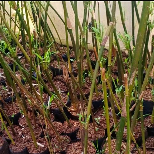 Jual Promo Bibit bambu Tutul,bibit Bambusa maculata per 2 batang P40cm ...