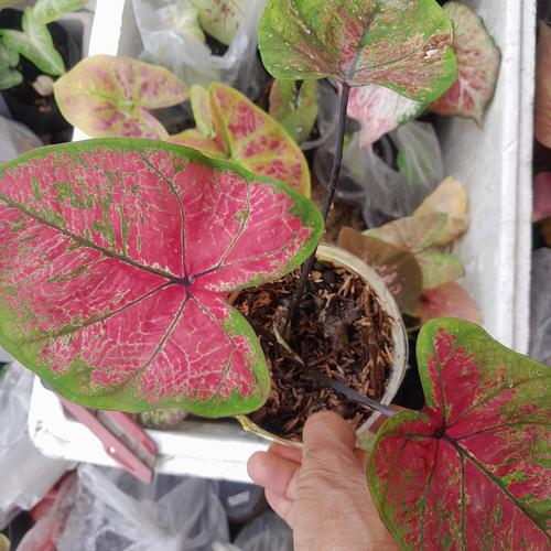 Jual Tanaman caladium hybrid tea Amo dewasa - Kota Tangerang - Ci ...