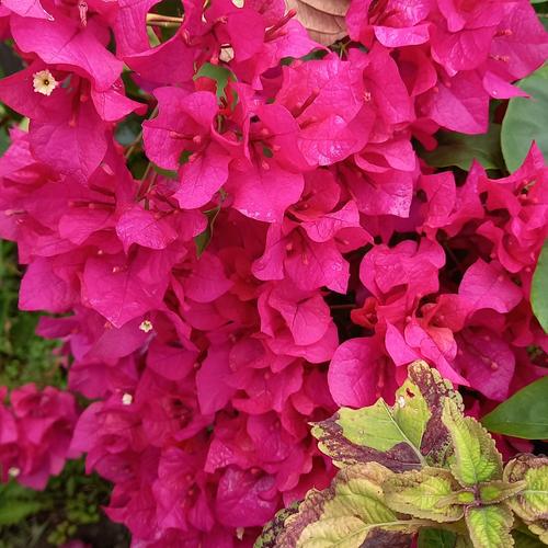 Jual Stek Tanaman Hias Bunga Bougenvile Merah Fanta Lokal Kab