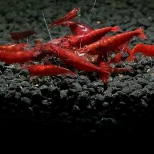 Promo udang hias aquascape bloody mary shrimp / aquarium - size 1,2-1,5 ...