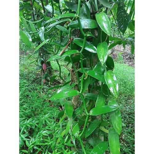 Jual Bibit Vanili Vaneli 1 Meter Batang Tua Dan Besar Bibit Vanila Asli ...