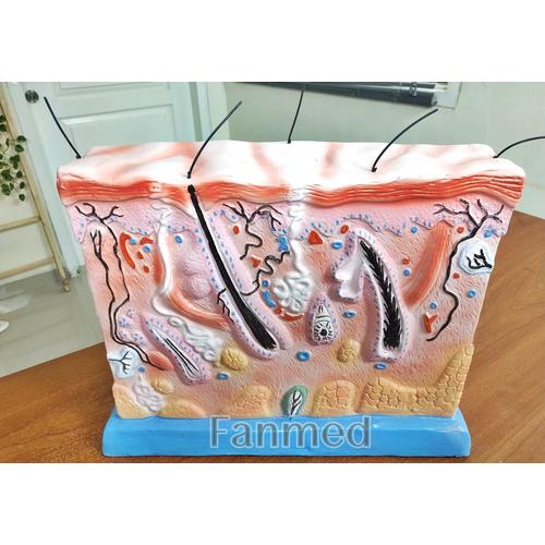 Jual Manekin Torso Anatomi Model Jaringan Kulit Manusia - Jakarta Timur ...