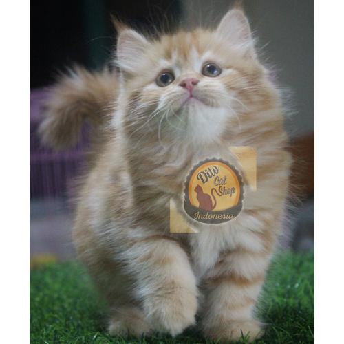 Jual Kucing Persia Red Marbel Betina - Jakarta Pusat ...