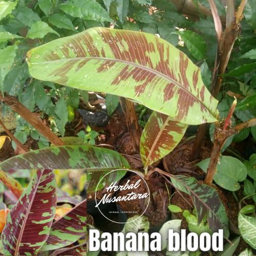 Jual Bestseller Bibit Pisang merah/cau hurang segar⠀⠀⠀⠀⠀⠀⠀ - Kab ...