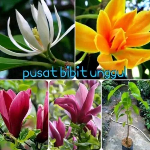 Jual Paket isi 4 pohon bibit bunga kantil - Kab. Kediri - Duta Bibit ...